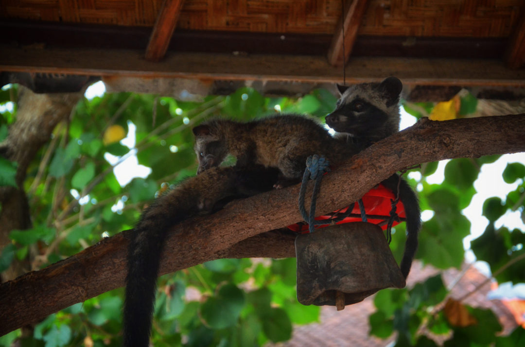 How kopi luwak is made? The cruel truth behind the world's best coffee.