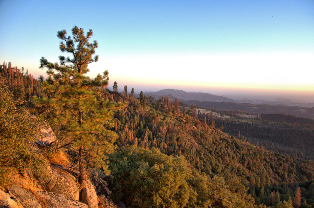 What to see in Sequoia National Park? Best place to see sequoias in US!
