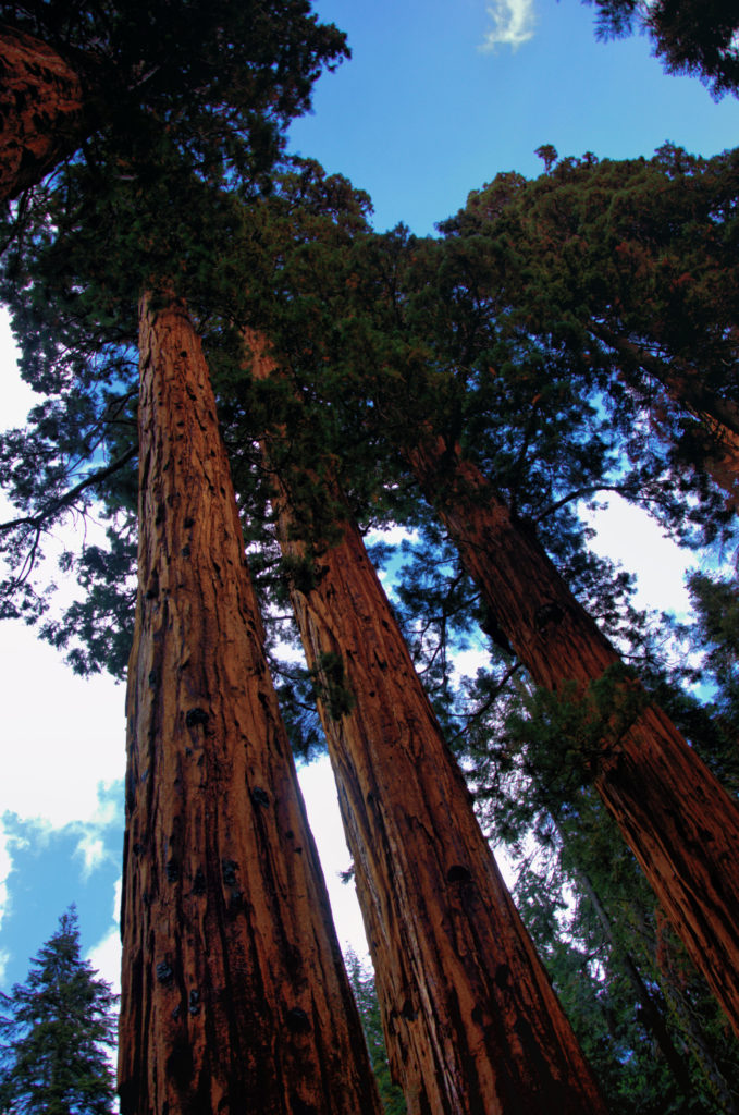 What to see in Sequoia National Park? Best place to see sequoias in US!