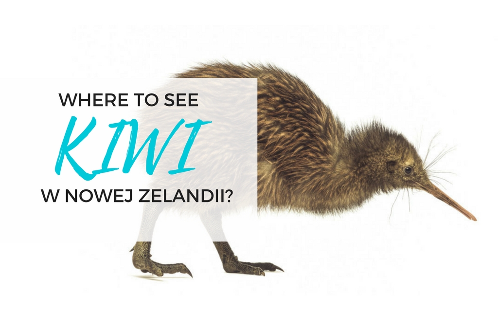 Kiwi bird - where to see kiwi in New Zealand? The best place to meet kiwi!