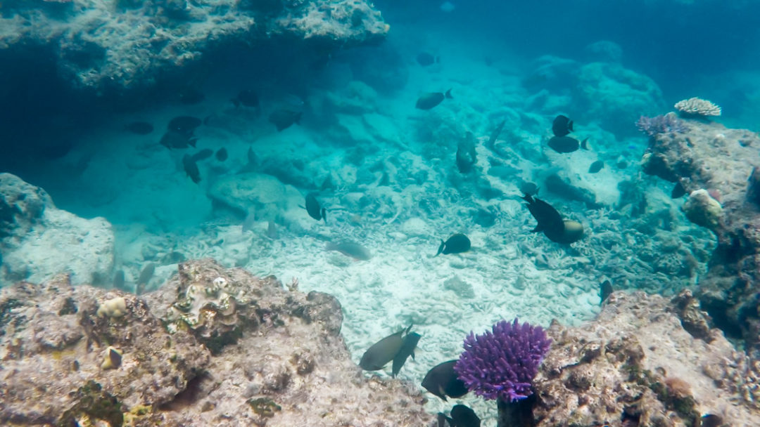 Navini Island Resort, Fiji - review of our unique stay